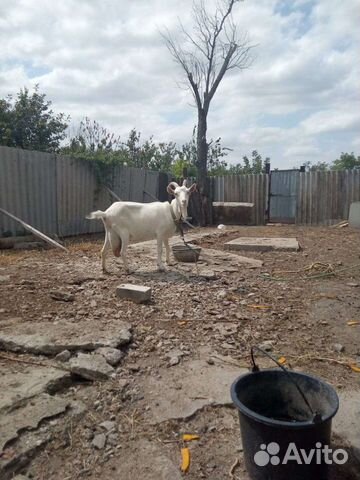 Коза дойная молочная