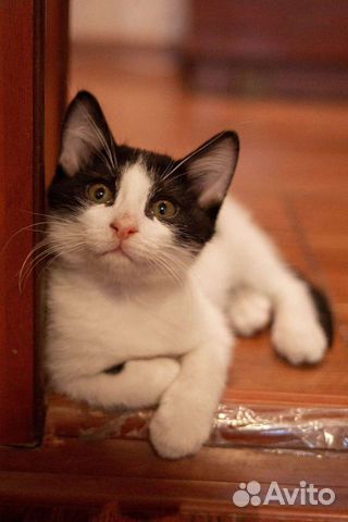 Кот в добрые руки бесплатно