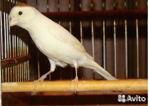 Канарейка с клеткой