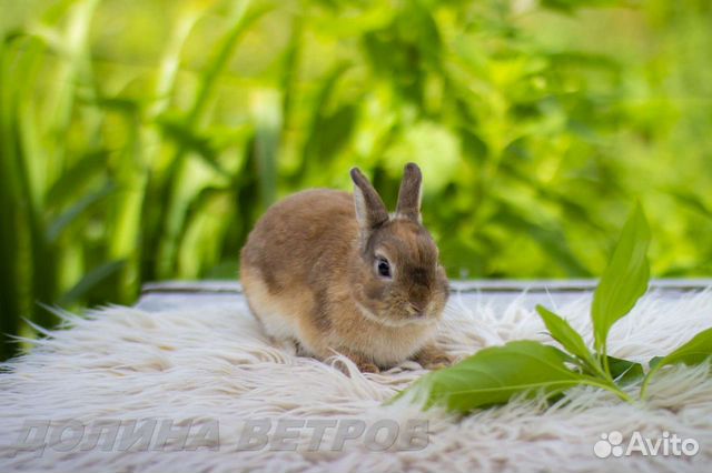 Кролик декоративный карликовый