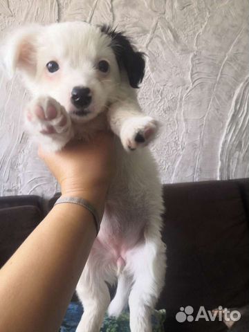 Собака