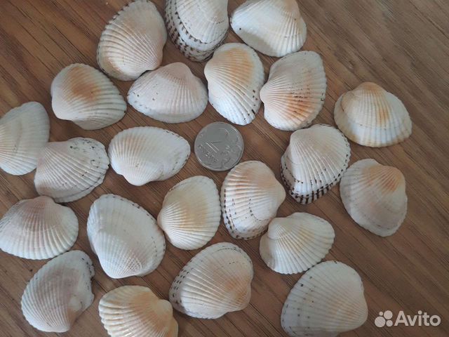 Морские ракушки, раковины