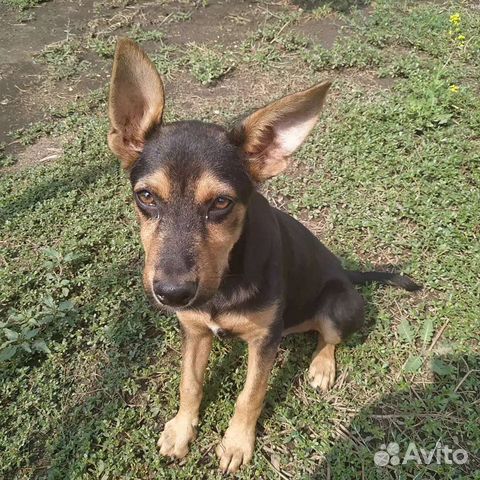 Собака в добрые руки щенок,дворняга