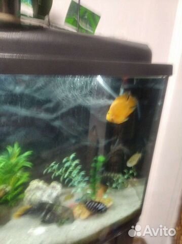 Рыба в аквариум
