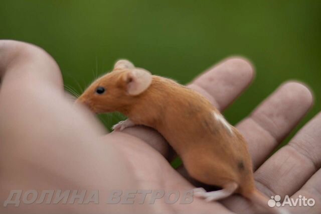 Девочка мышь тигровая пятнистая