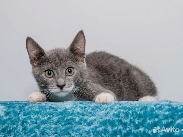 Котенок-девочка в добрые ручки
