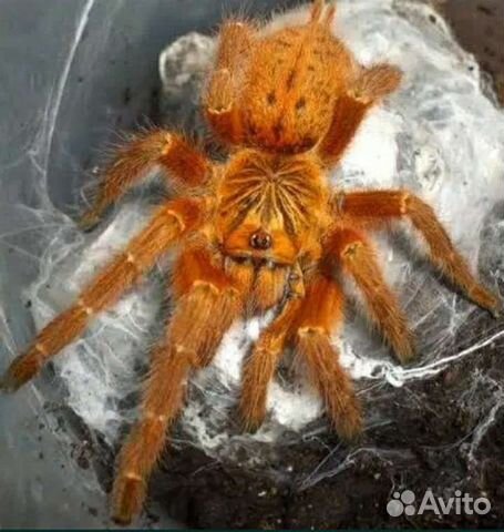 Pterinochilus Murinus