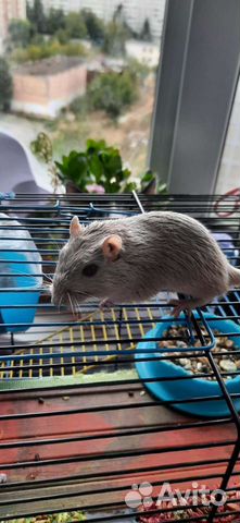 Песчанка с клеткой