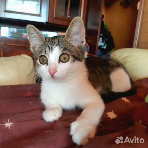 Котенок Добрыня 2,5 мес