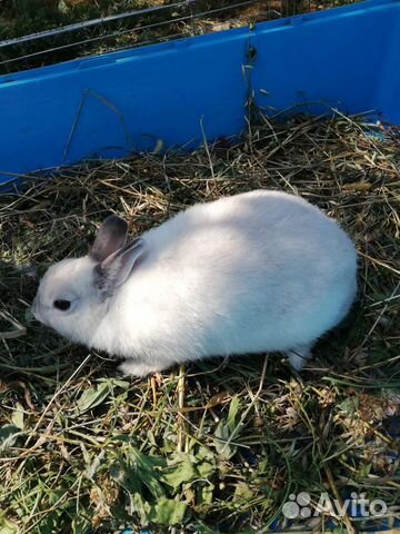 Кролик, карлик, самка, взрослая
