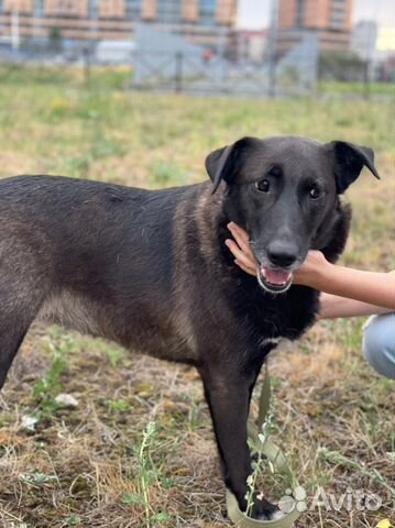 Отдам смышленную собаку в добрые руки