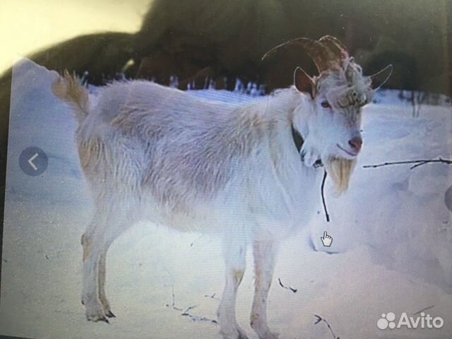 Молодой козлик