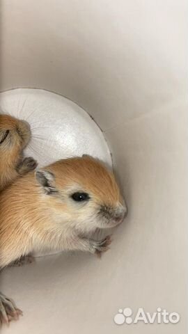 Песчанку в добрые руки бесплатно самовывоз из Соко