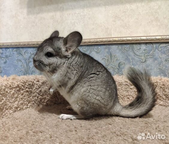 Продам шиншилл, девочки, 3,5 мес