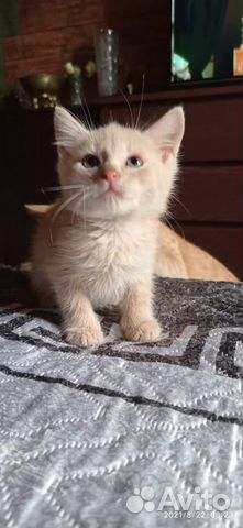 Замечательный котик Персик) 2 мес