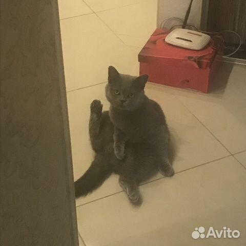 Британский кот бесплатно
