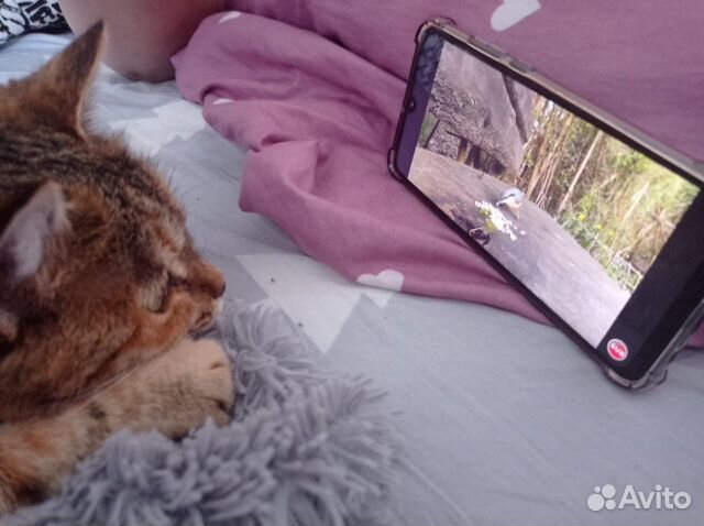 Кошка Туся