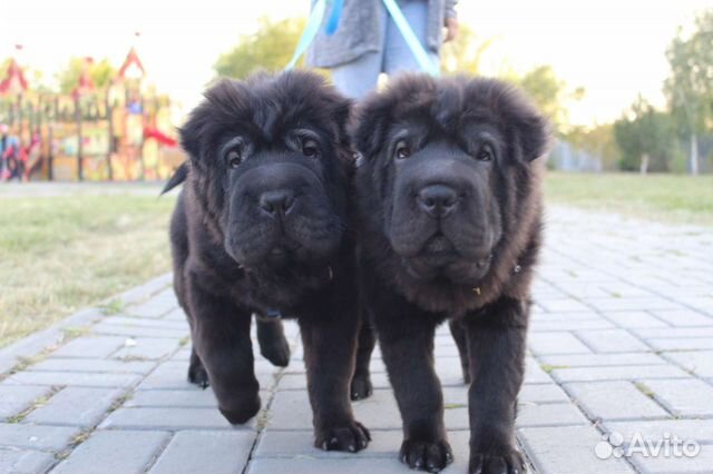 Шар пей