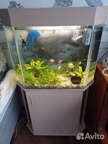 Аквариум с тумбой, рыбами, оборудованием