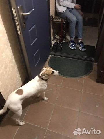 Метис джек рассел терьера