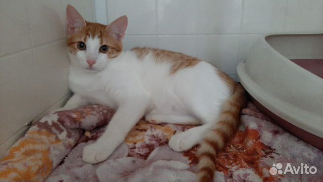 Маленький котик ищет семью
