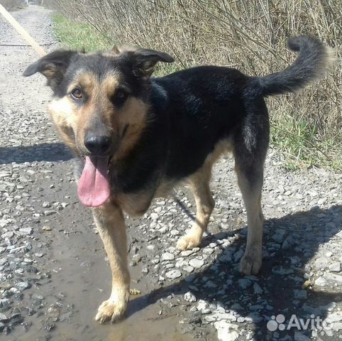 Лучший охранник Гром