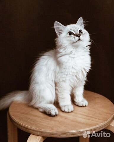 Котенок Невский маскарадный