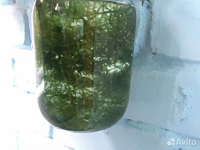 Аквариумное растение элодея