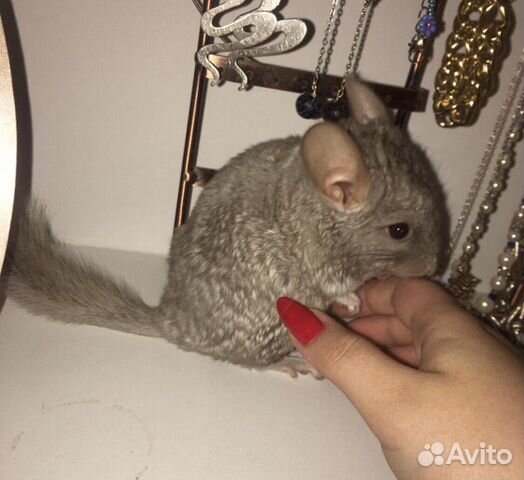 Шиншилла