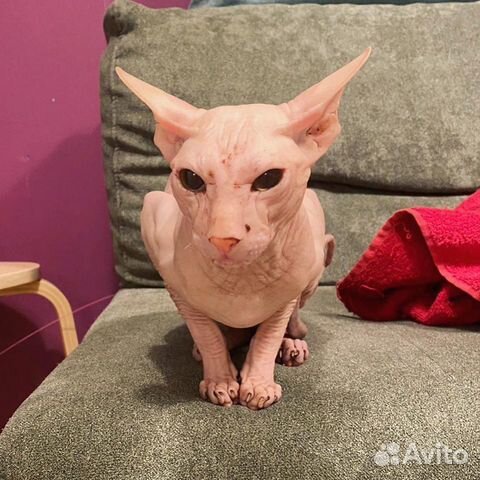 Кот Феликс в заботливые ручки