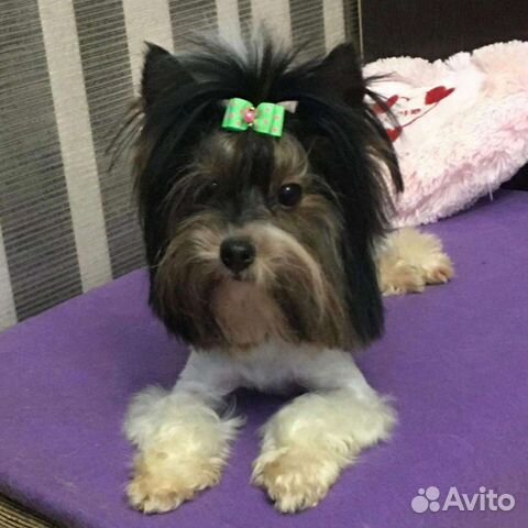 Бивер йоркширский терьер щенок мальчик