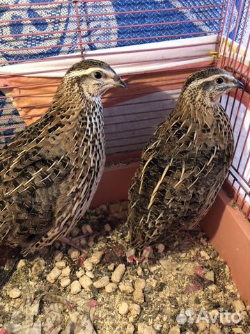 Перепел Селадон (целадон)