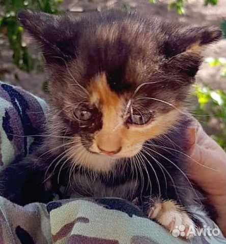 Котята симпатичные