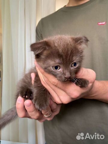 Шотландские вислоухие котята (1.5 мес)