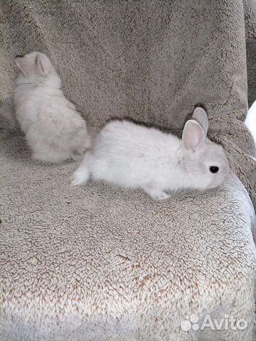 Декоративные кролики 1 месяц. Мальчики и девочки