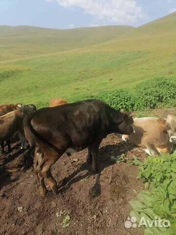 Телята бычки