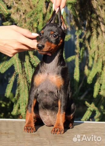 Девочка цвергпинчера (карликовый пинчер)