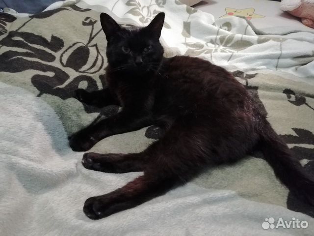 Кошка, умница-красавица