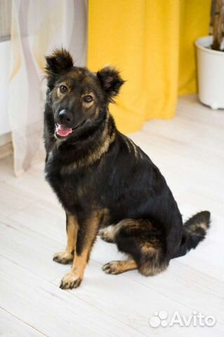 Идеальная Чара ищет дом