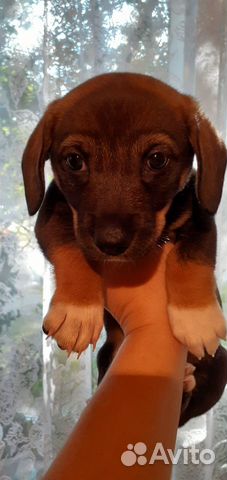 Помесь таксы и бигля