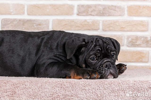 Тайсон - мальчик Бульдог