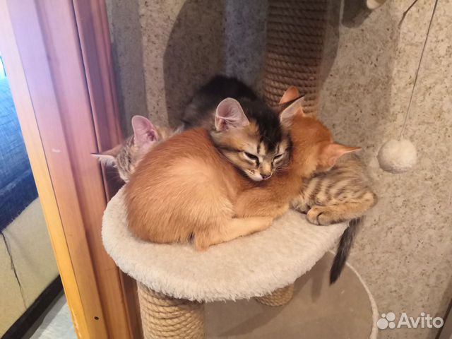 Котята в хорошие руки