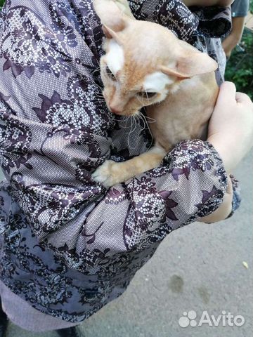 Кошка сфинкс бесплатно