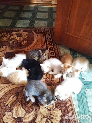 Котята метисы британца и ангоры