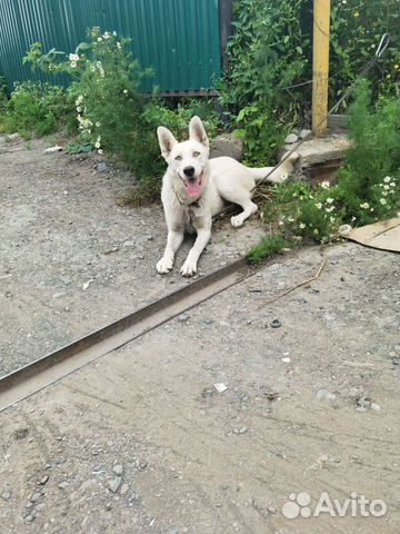 Якутская лайка