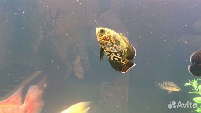 Астранотус, акара бирюзовая, феста