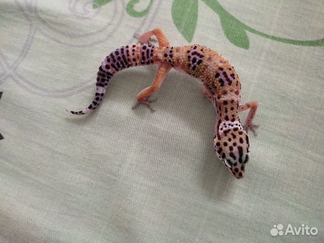 Геккон эублефар
