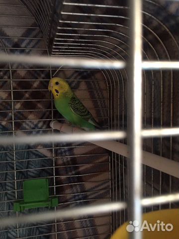 Волнистый попугай девочка Адель