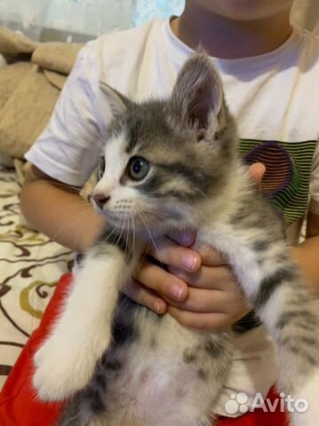 Милый котенок в добрык руки, 2,5 мес