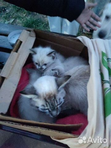 Кошка тайская, сиамская
